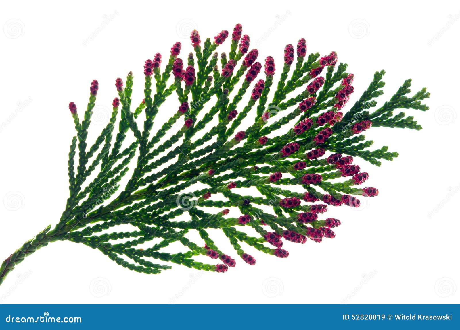 Thuja branch with flowers stock image. Image of occidentalis - 52828819