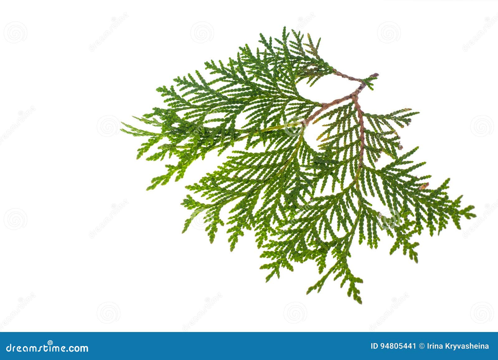 Thuja Branch Isolated Isolated on White Background. Stock Image - Image ...