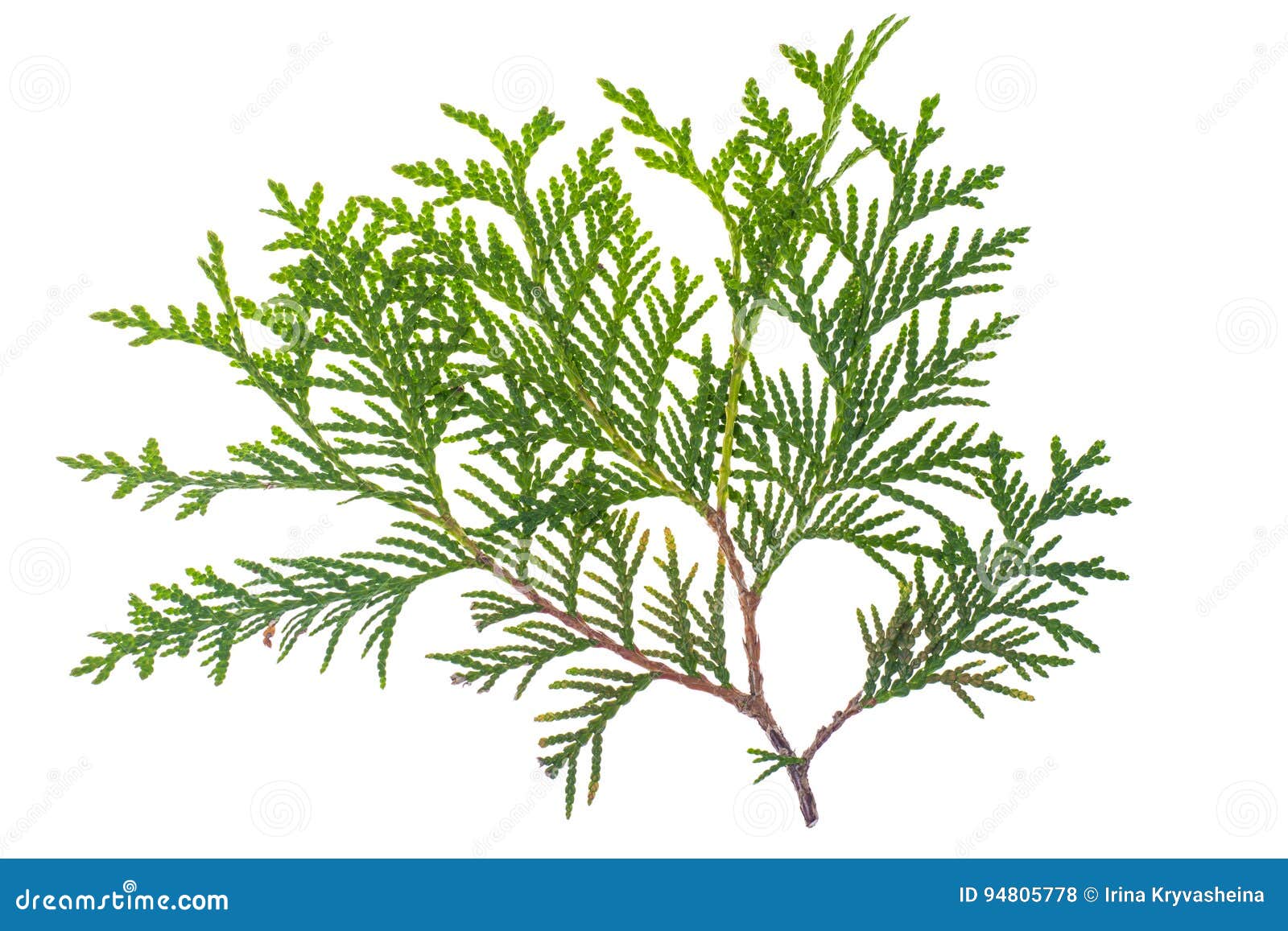 Thuja Branch Isolated Isolated on White Background. Stock Photo - Image ...