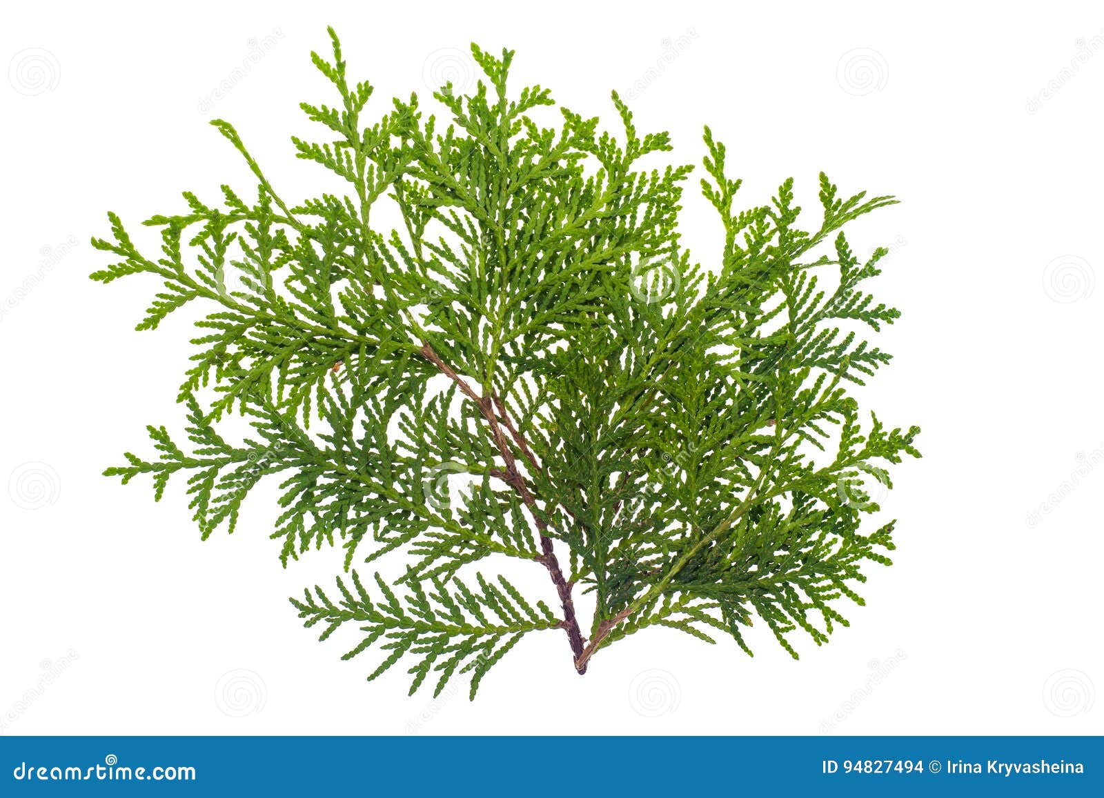 Thuja Branch Isolated Isolated on White Background. Stock Photo - Image ...