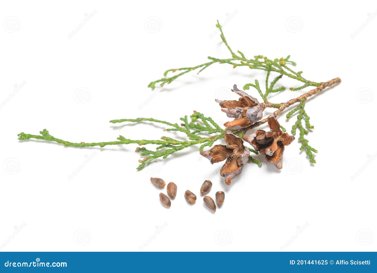 Thuja branch with seeds stock image. Image of shrub - 201441625