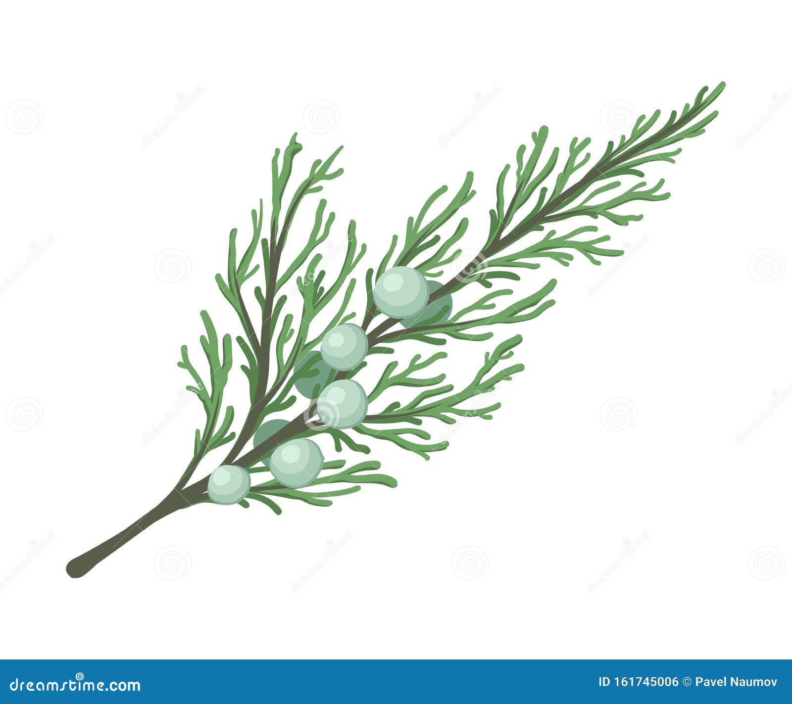 Thuja Branch with Rare Leaves. Vector Illustration. Stock Vector ...