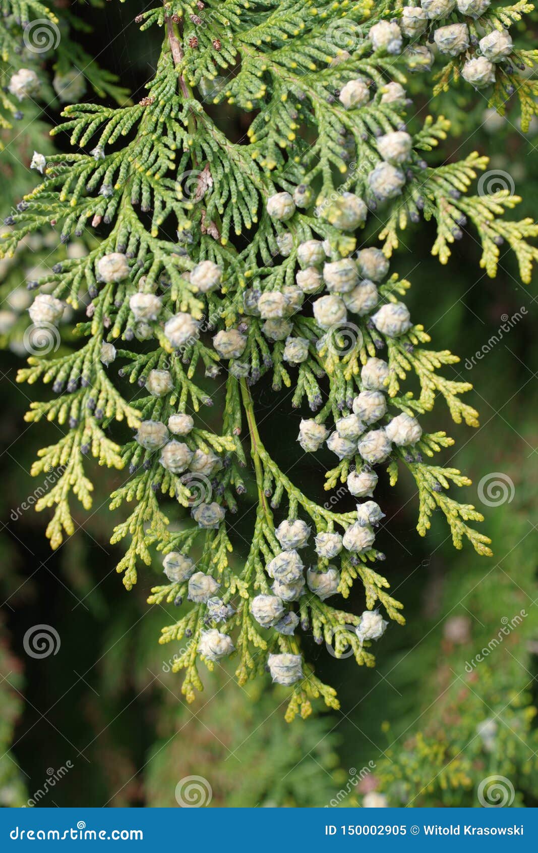 Thuja Branch with Tiny Cones Stock Image - Image of background, leaf ...
