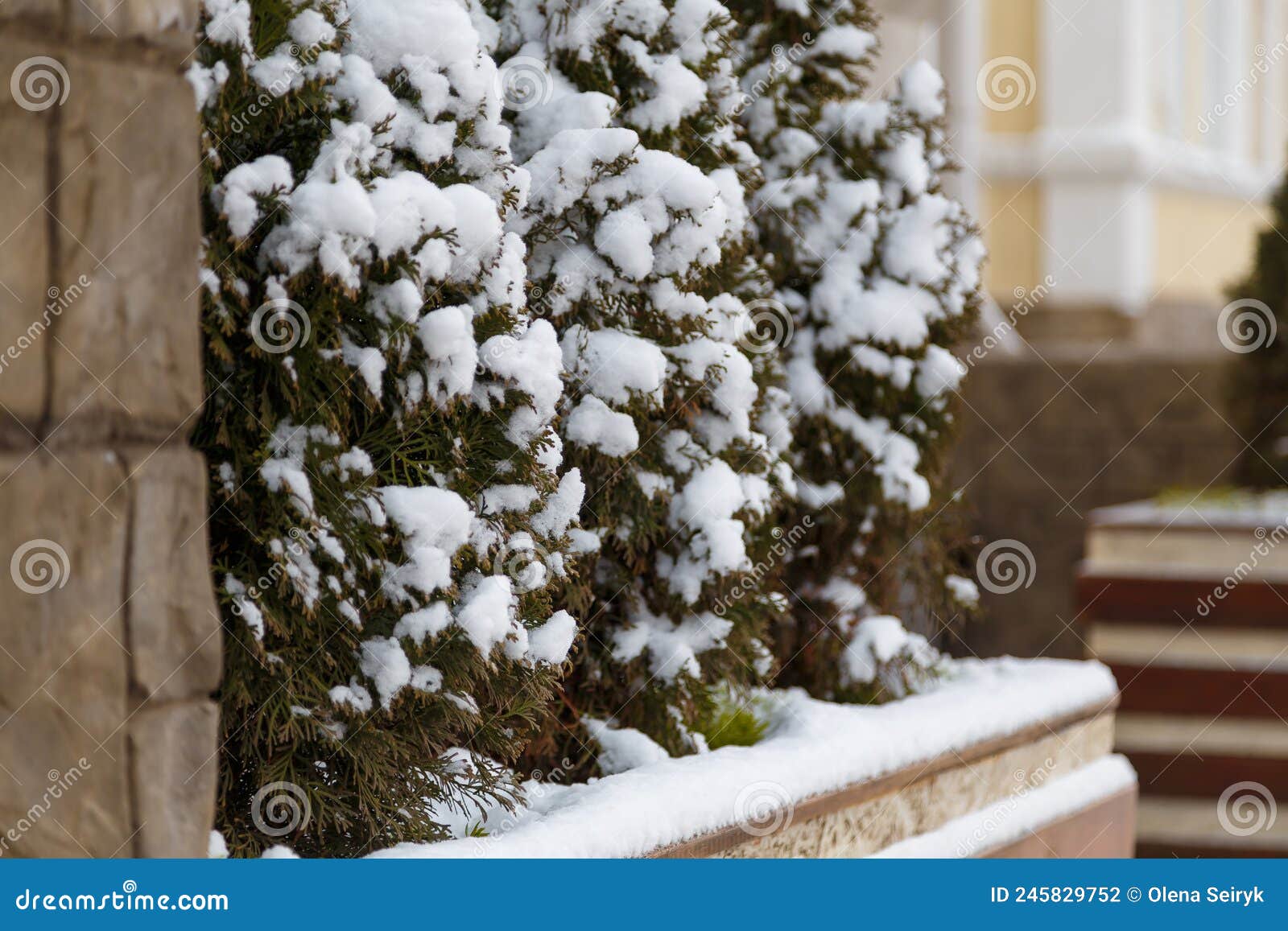 Thuja Bush Covered with Snow. Spruce Tree or Shrub in Winter Stock ...