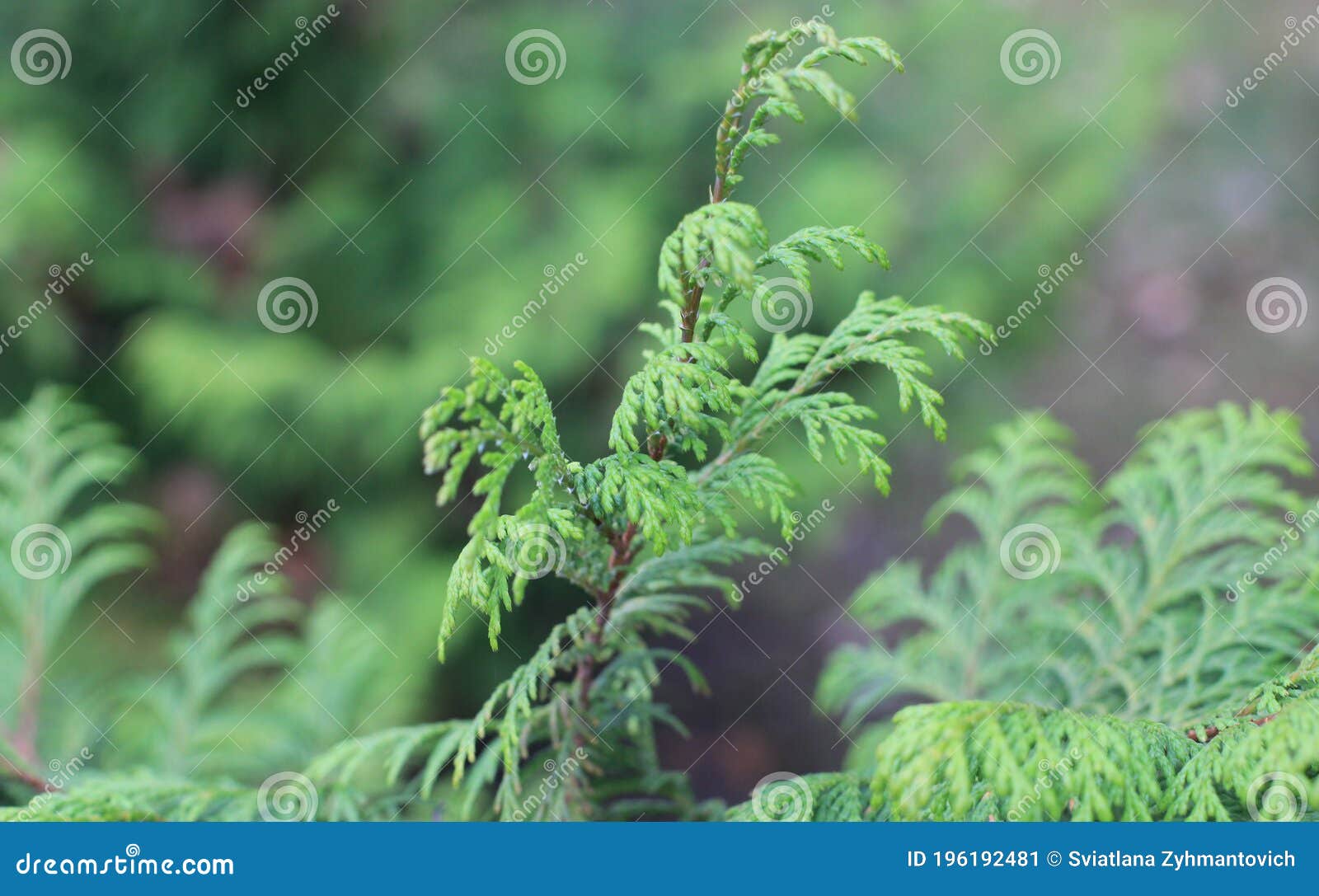 A Thuja Close Up. Thuja Branch Stock Image - Image of natural, branch ...