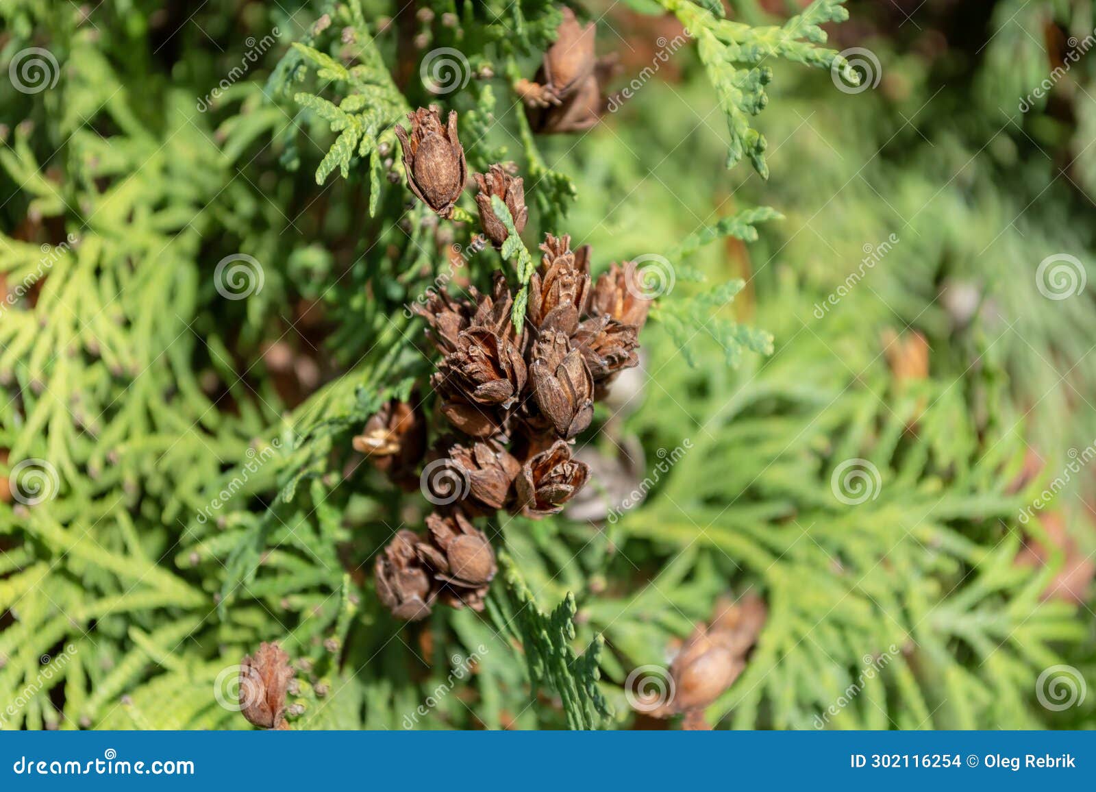 Thuja Cones on the Branches among the Green Foliage of the Tree Stock ...