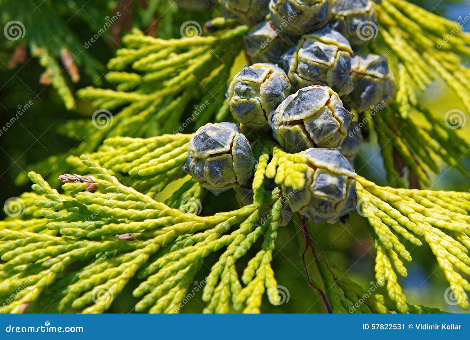 Thuja cones stock image. Image of tree, cone, outdors - 57822531