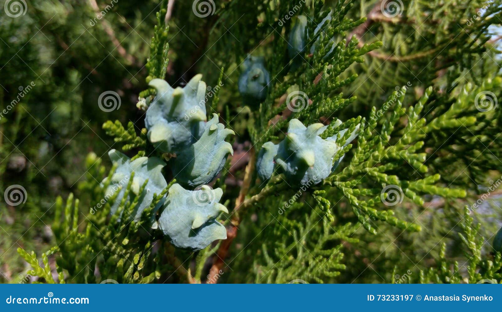 Thuja cones stock image. Image of thuja, detailed, tree - 73233197