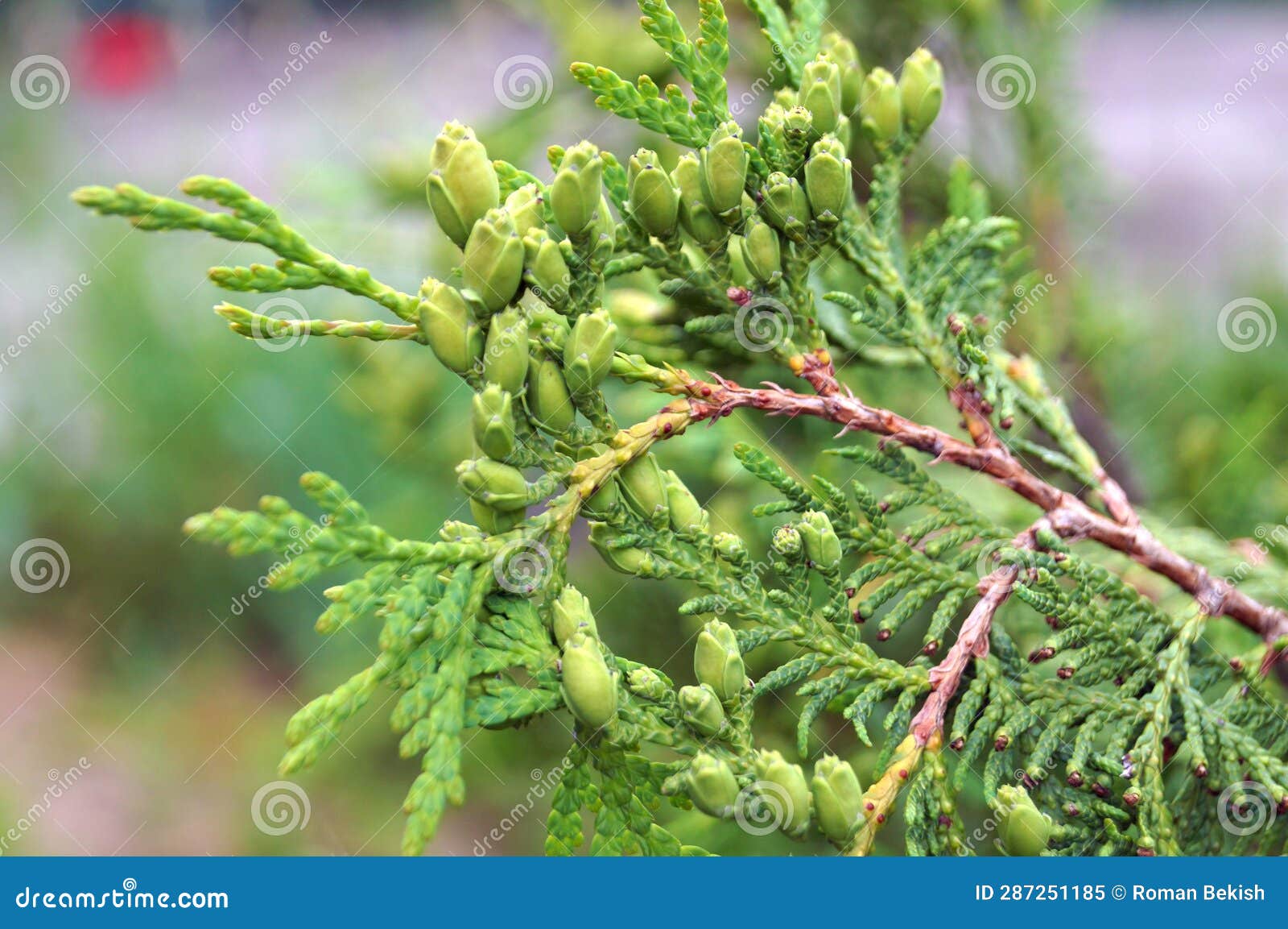 Evergreen thuja stock image. Image of produce, flower - 287251185