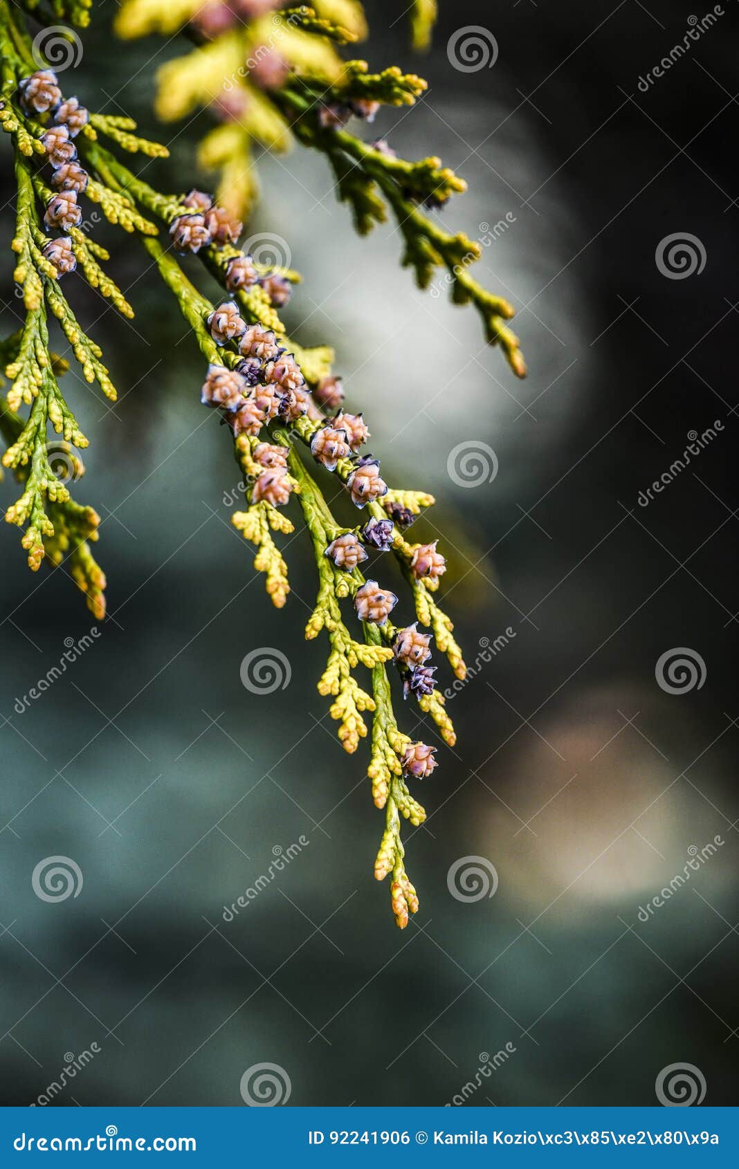 Thuja Cones in Garden Spring Time. Stock Photo - Image of background ...