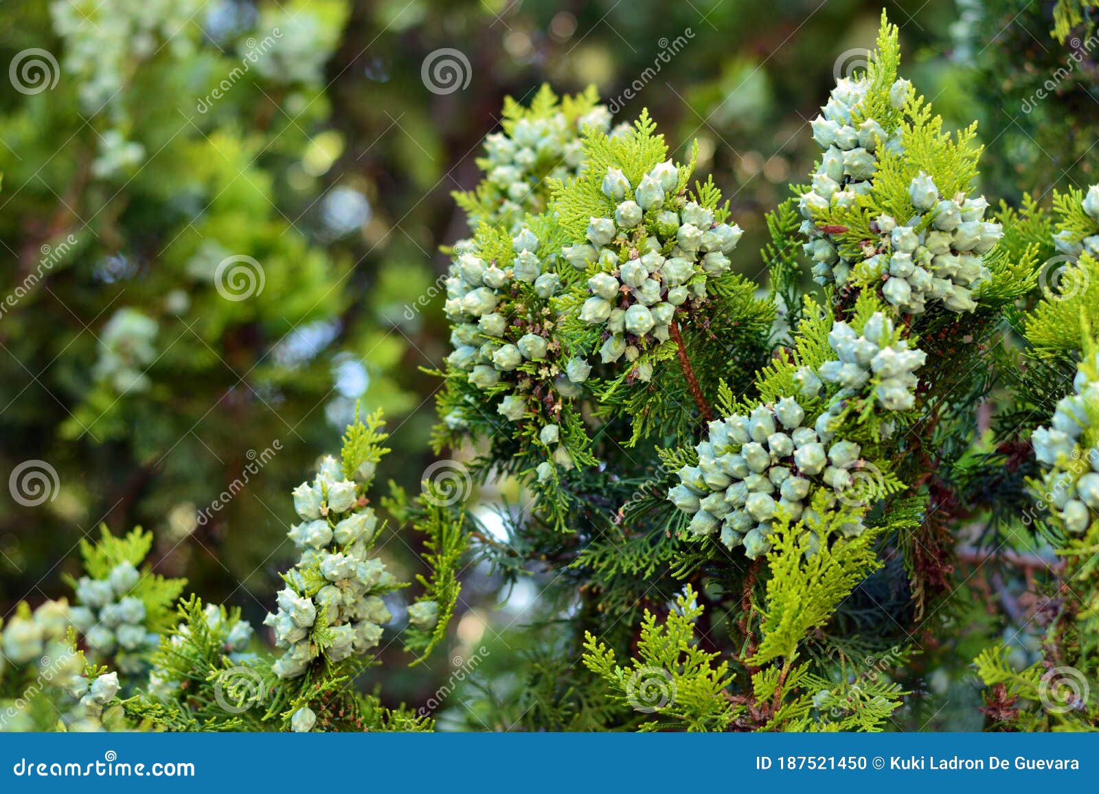 Thuja Cones, Platycladus Orientalis Stock Photo - Image of orientalis ...