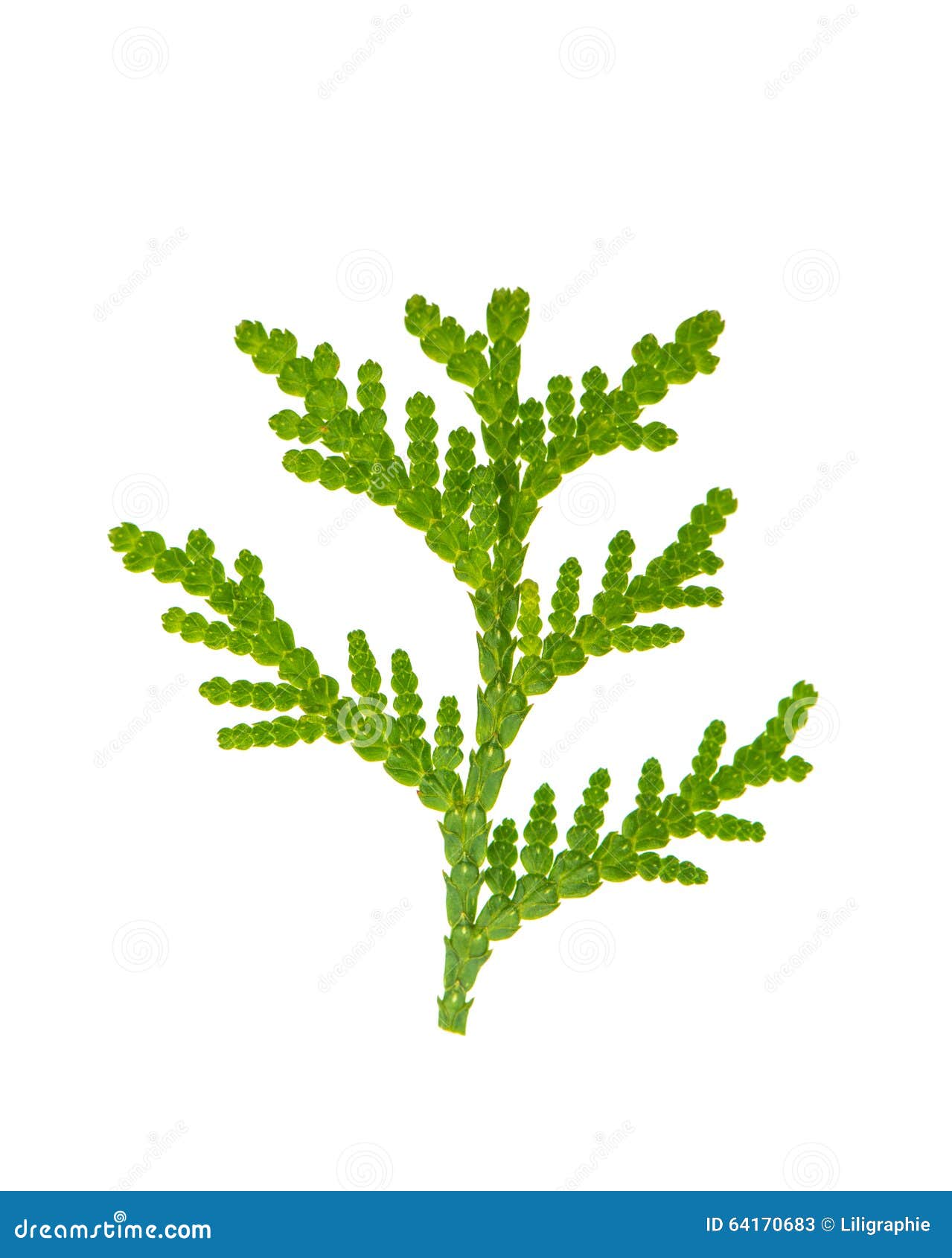 Thuja Evergreen Sprig Isolated on White Background Stock Image - Image ...