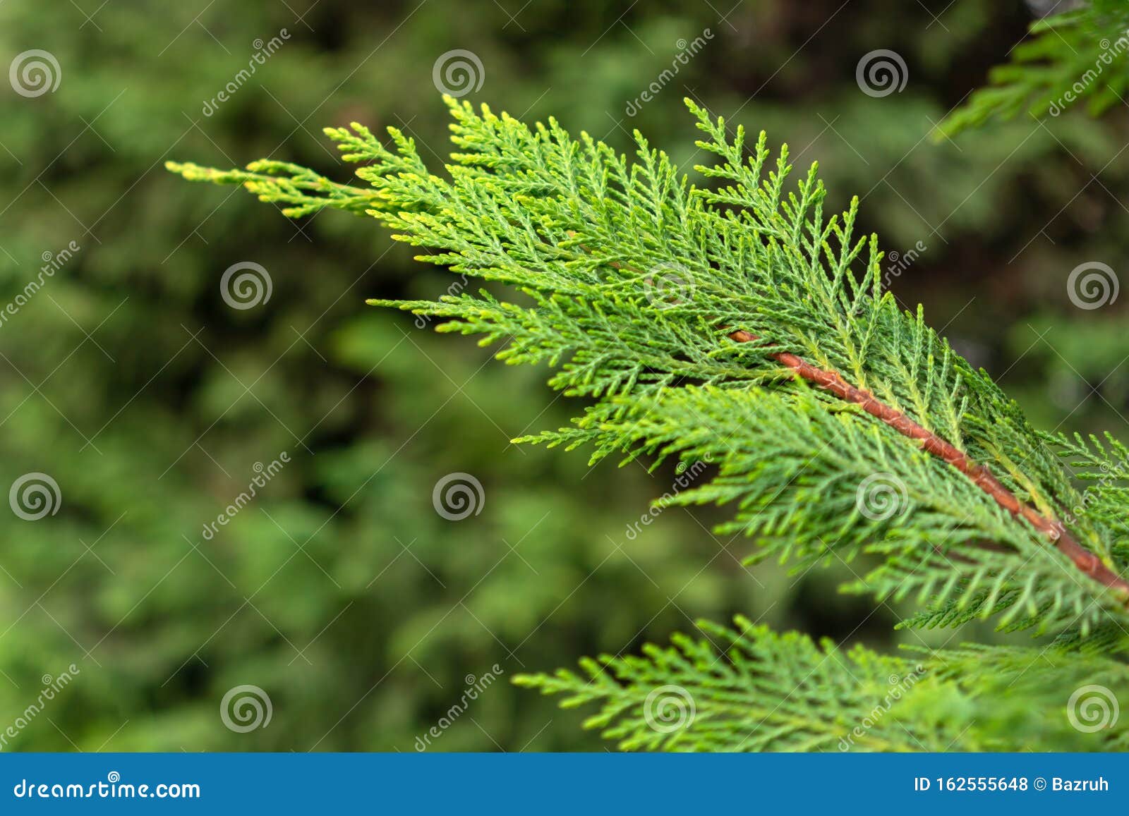 Thuja Evergreen Tree Branch Stock Photo - Image of park, botanical ...