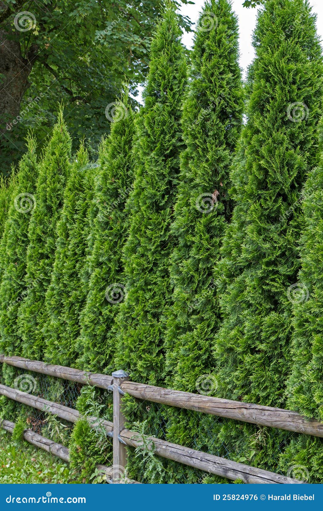 Thuja fence stock photo. Image of home, foliage, forest - 25824976