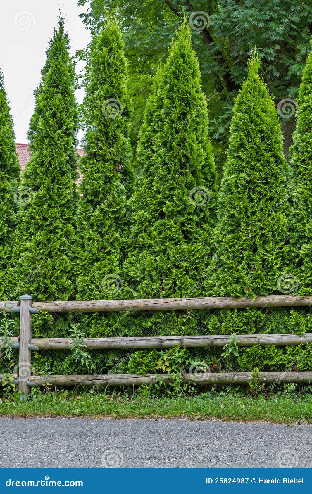 Thuja fence stock image. Image of flora, christmas, environment - 25824987