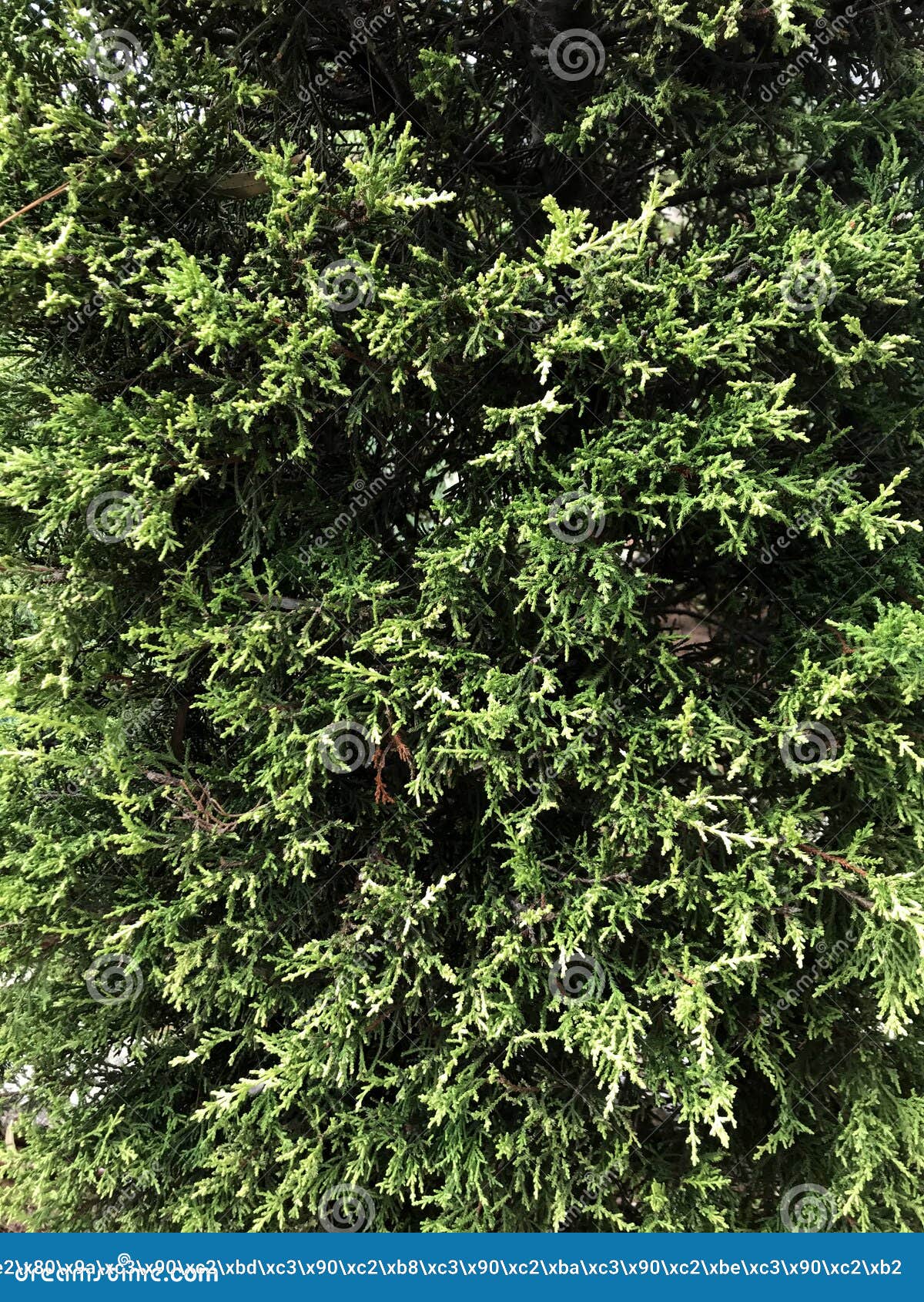Thuja Foliage. Conifer Background Stock Image - Image of tree, plant ...