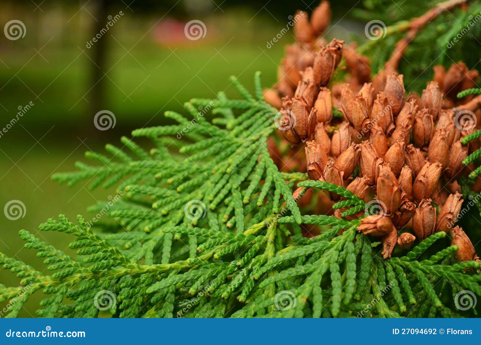 Thuja with fruit stock photo. Image of colored, element - 27094692