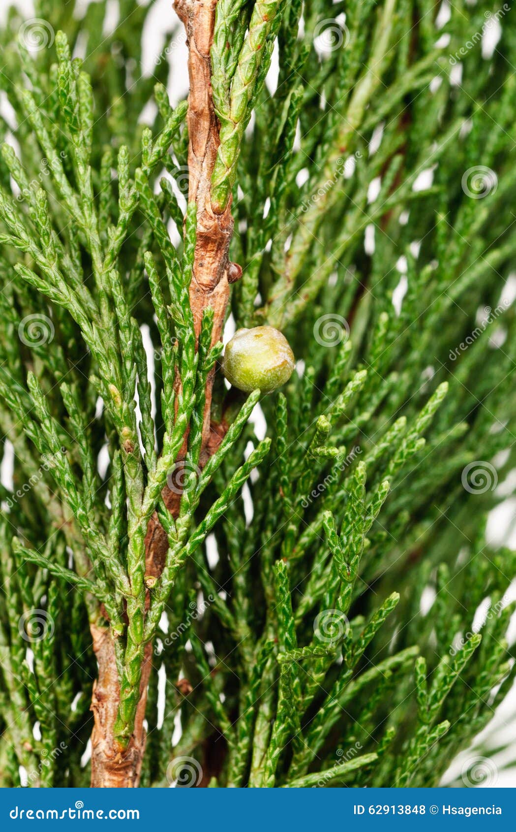 Thuja fruit stock photo. Image of flora, coniferous, arborvitae - 62913848