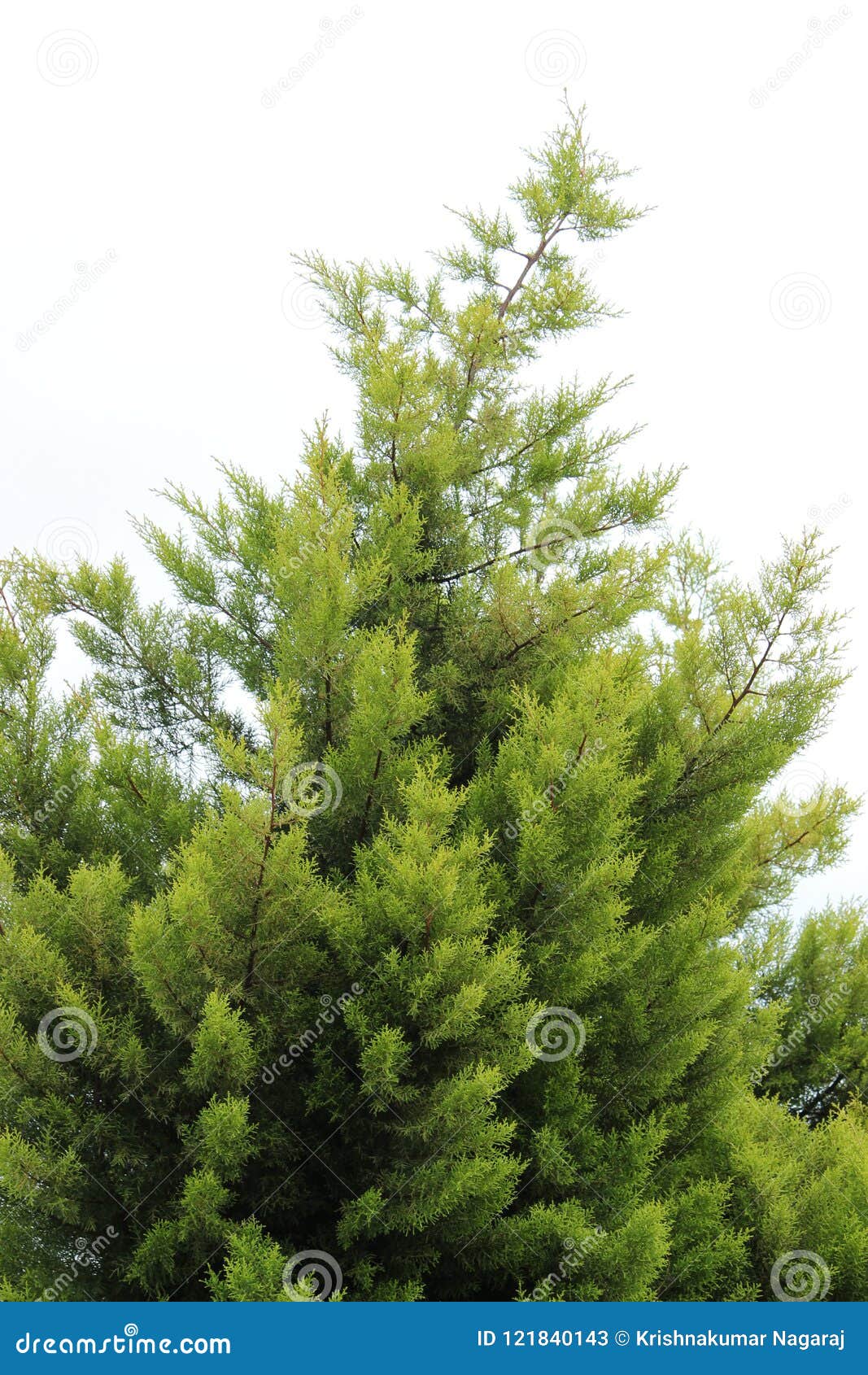 Thuja Green Giant Tree stock image. Image of leaves - 121840143