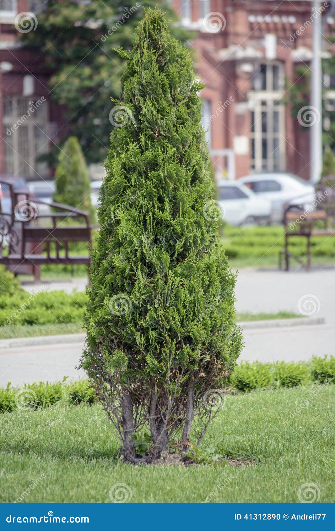 Thuja stock photo. Image of land, people, single, bush - 41312890