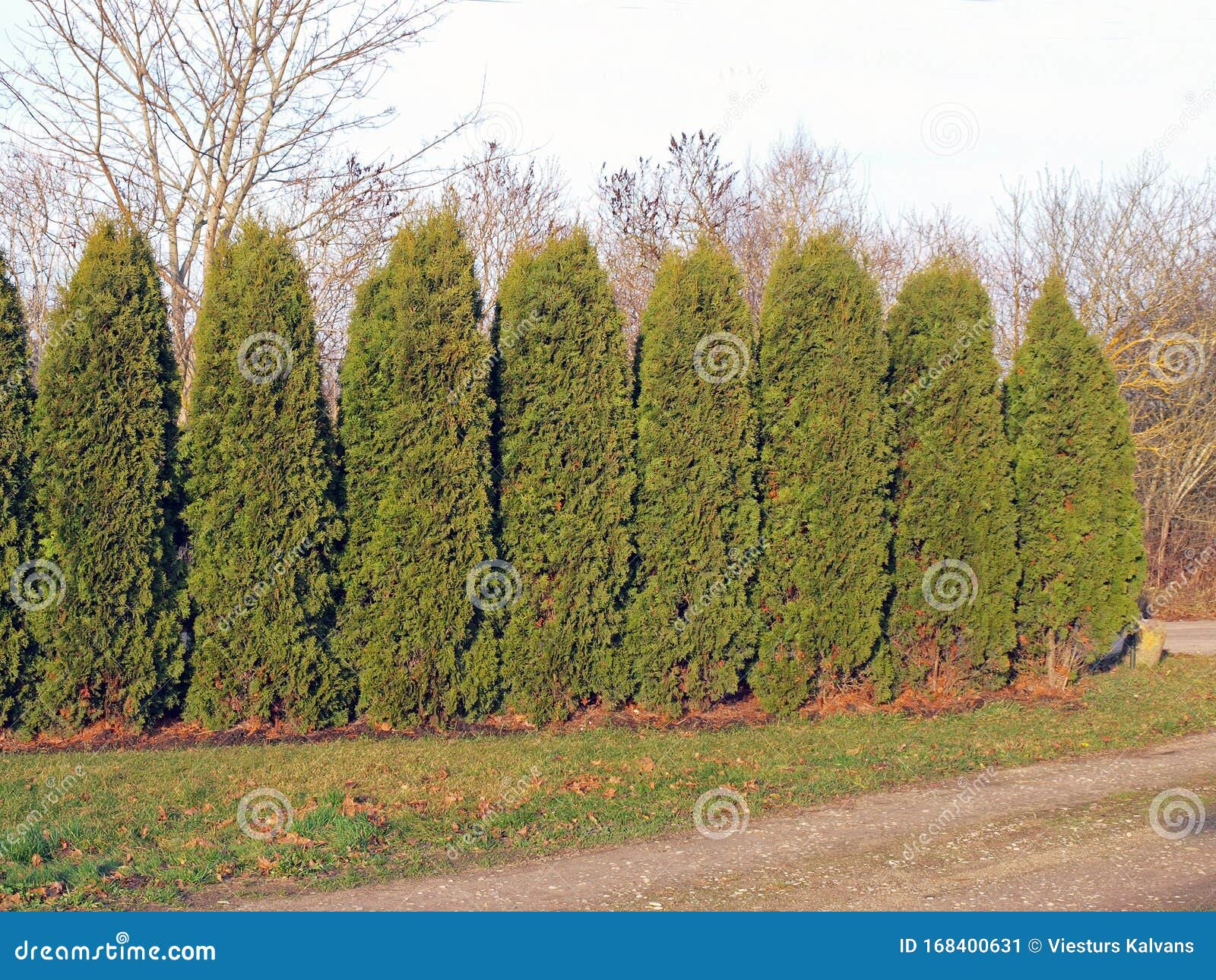 Thuja hedge stock image. Image of thuja, hedge, trees - 168400631