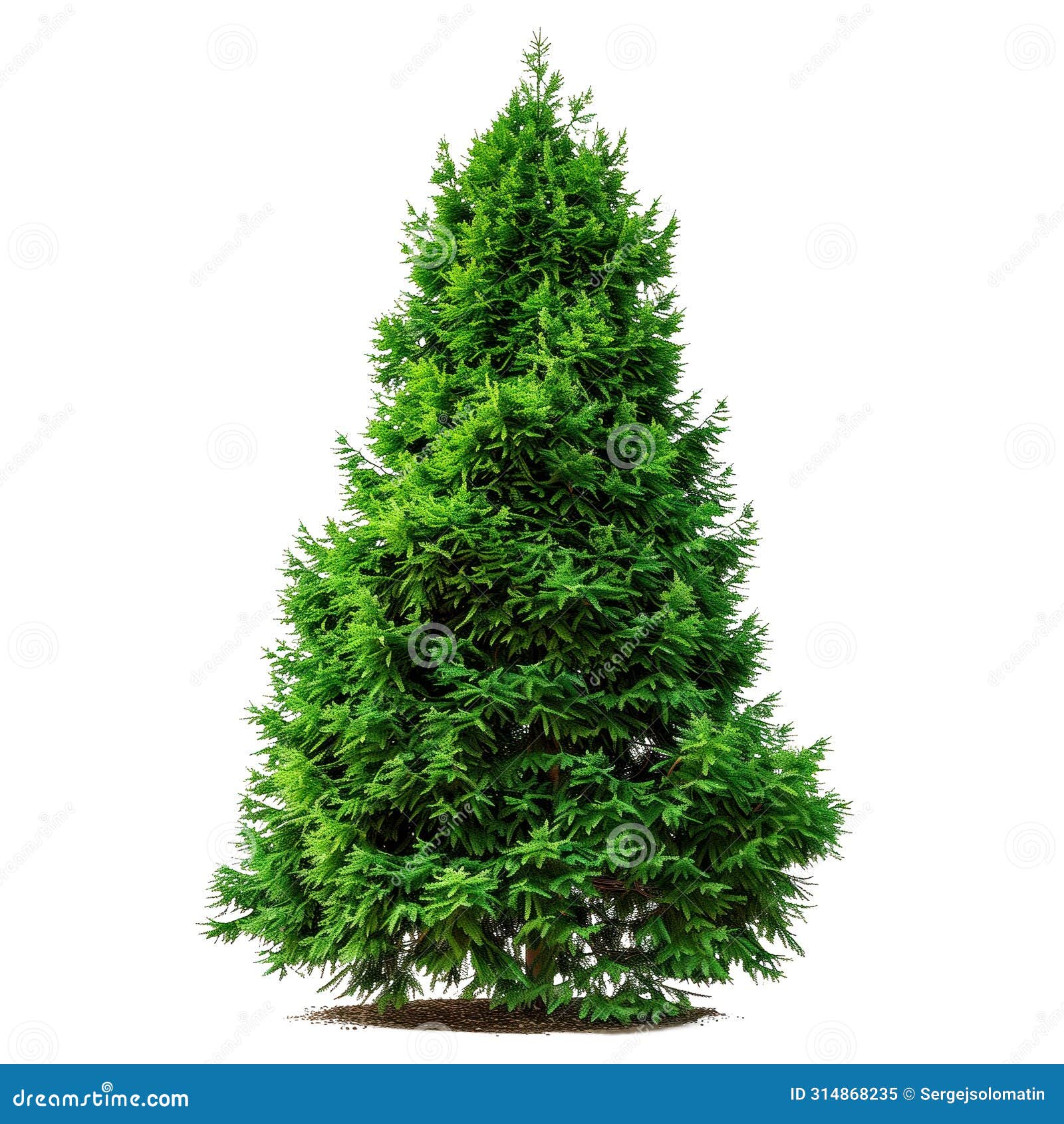 Thuja Isolated on a White or Transparent Background. Thuja with Green ...
