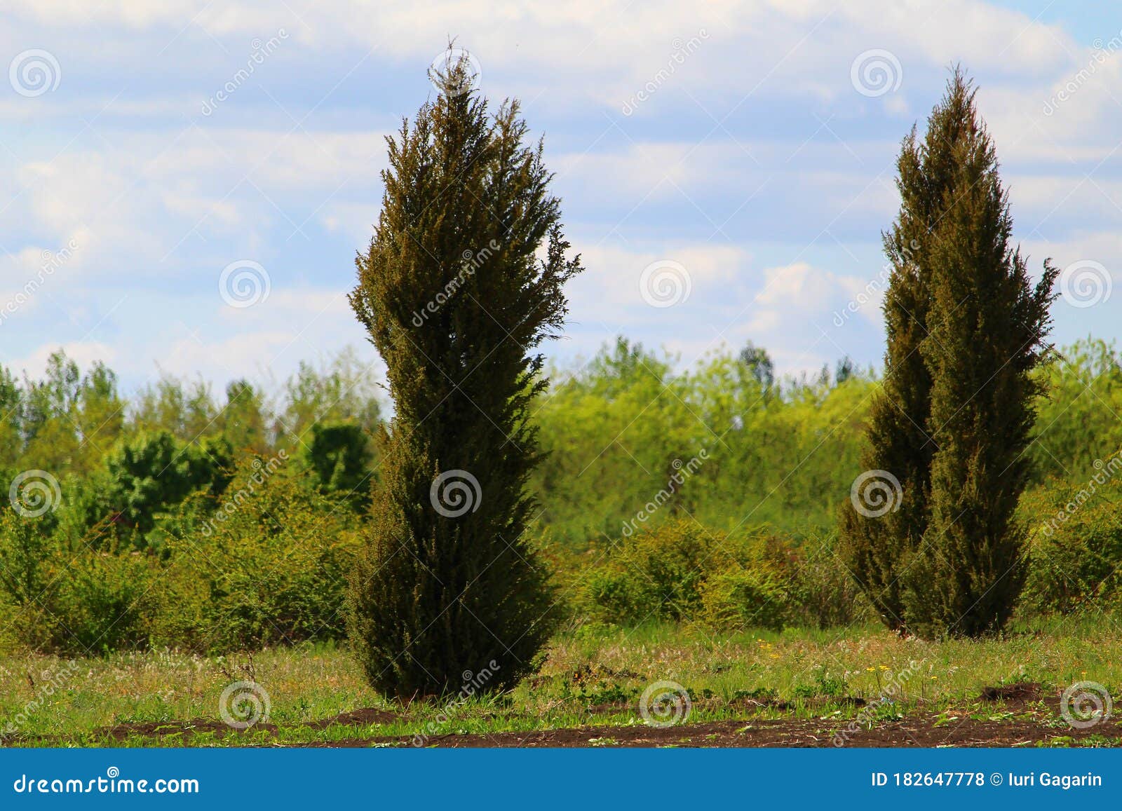 Thuja in the landscape stock photo. Image of landscape - 182647778