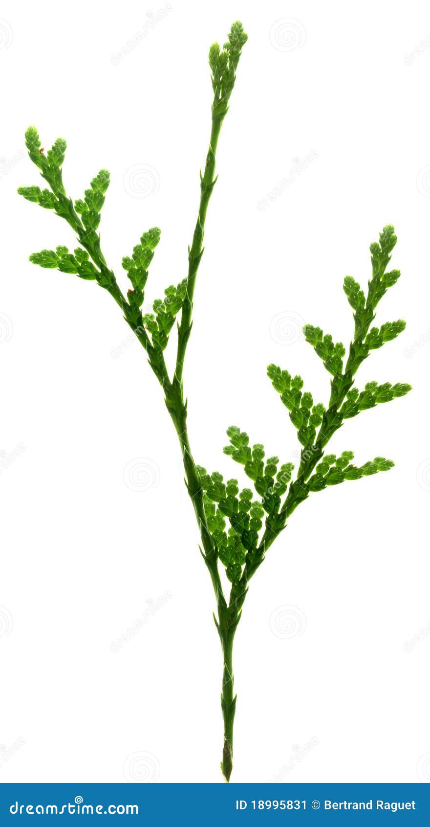 Thuja leaf. stock image. Image of foliage, evergreen - 18995831