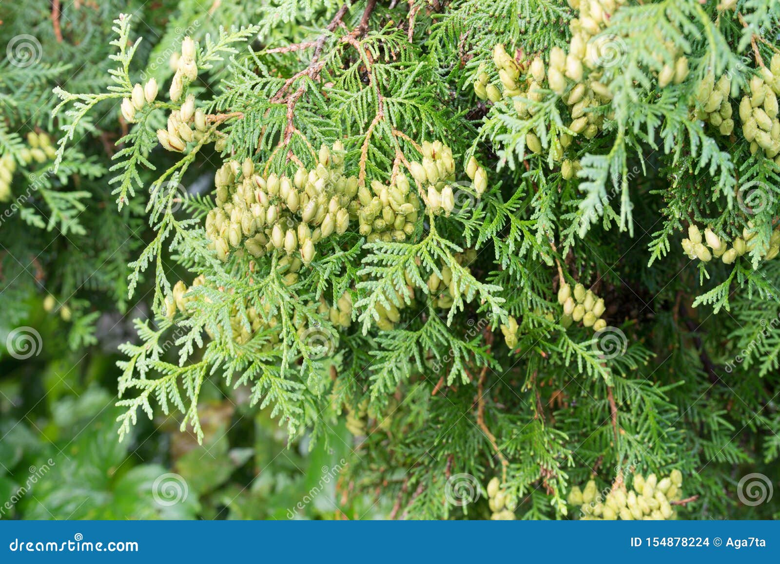 Thuja Leaves and Immature Cones Stock Photo - Image of arborvitae ...