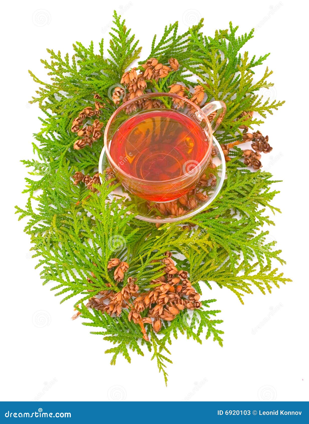 Thuja medicinal stock image. Image of background, branches - 6920103