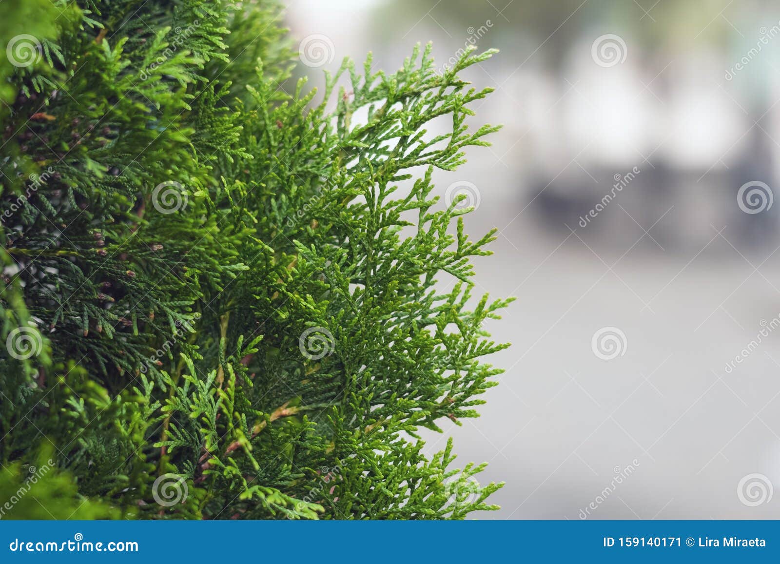 Thuja Mocap Light Background Stock Image - Image of color, israel ...