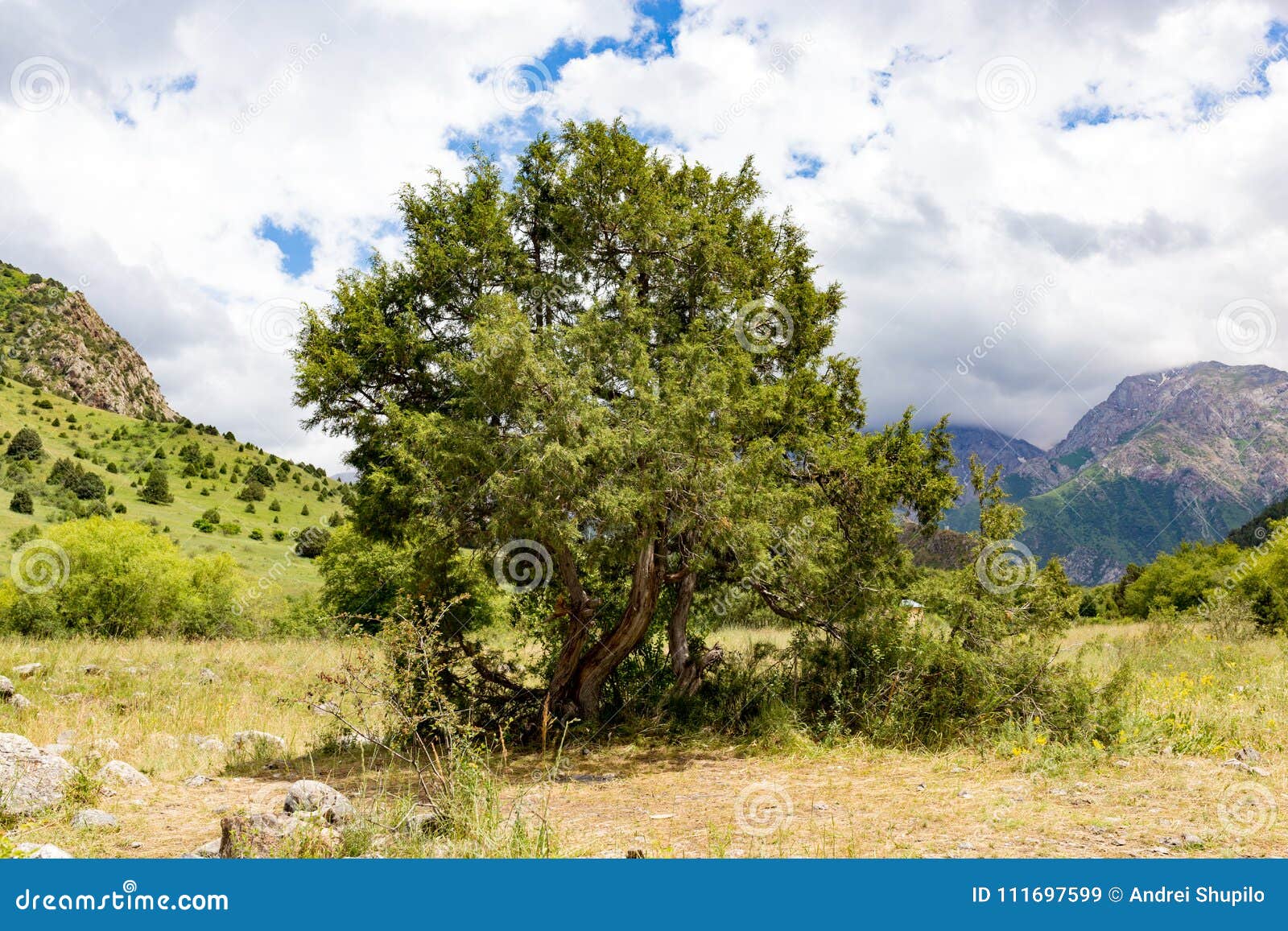 Thuja in the Mountains in Nature Stock Image - Image of nature, morning ...