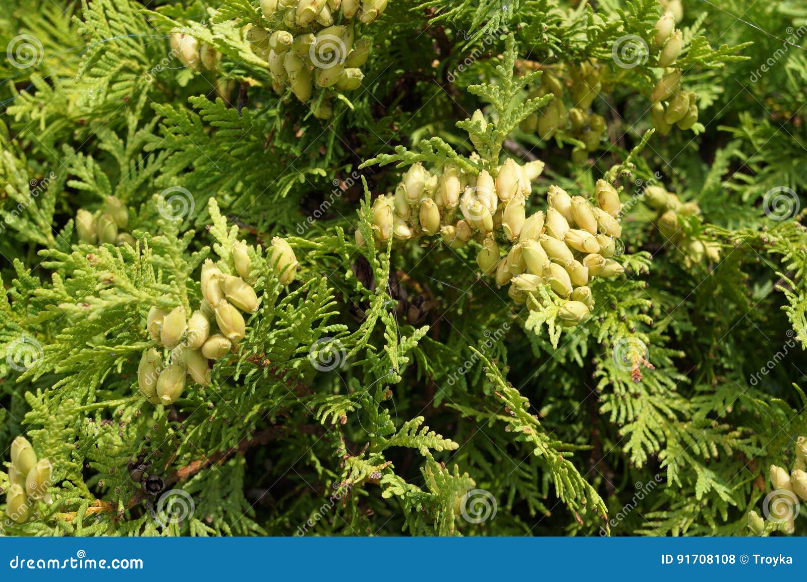 Thuja. Natural Green Background. Stock Photo - Image of flowers ...