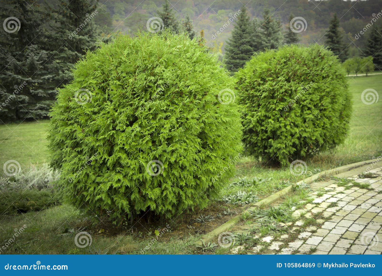 Thuja Occidentalis, Also Known As Northern White-cedar Or Eastern ...
