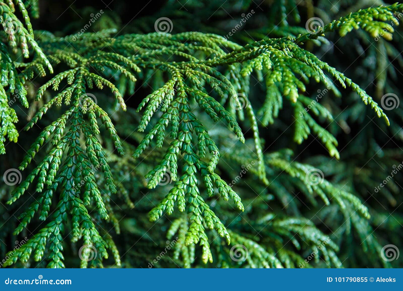 Thuja Occidentalis, or Eastern Arborvitae Stock Image - Image of greens ...