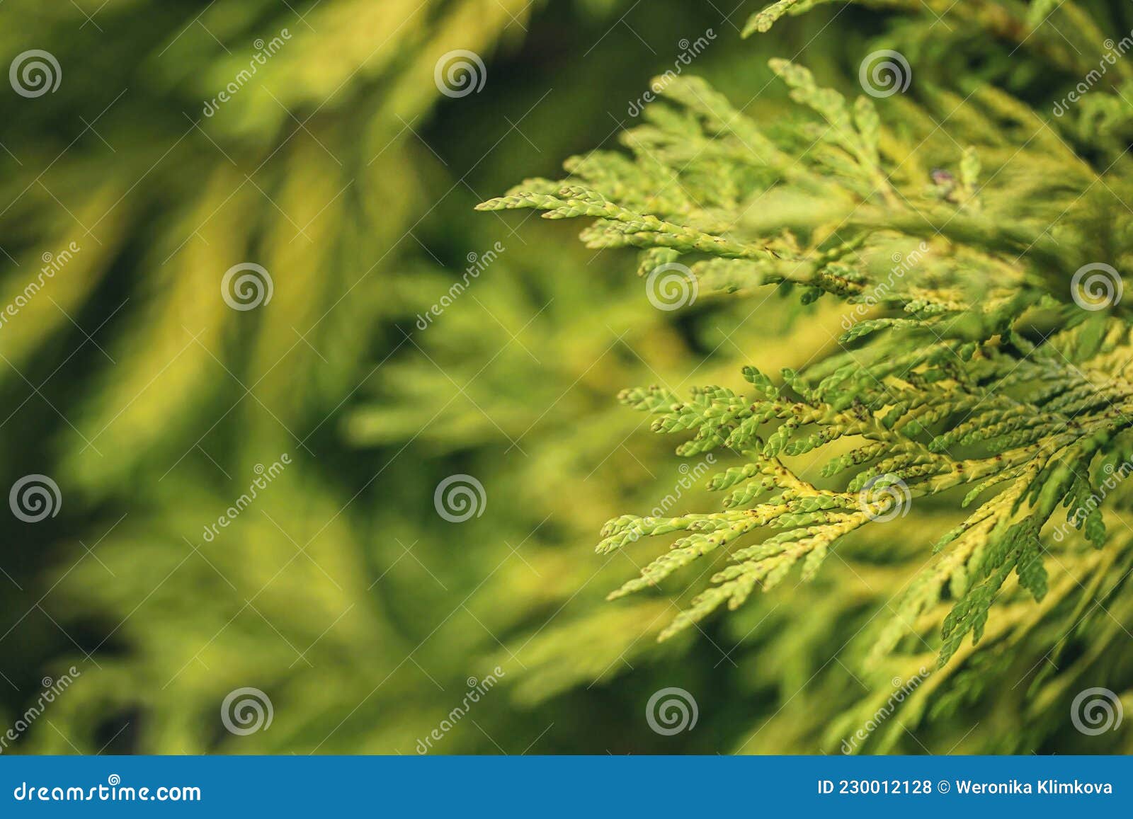 Thuja Occidentalis `Golden Smaragd` Stock Photo - Image of occidentalis ...