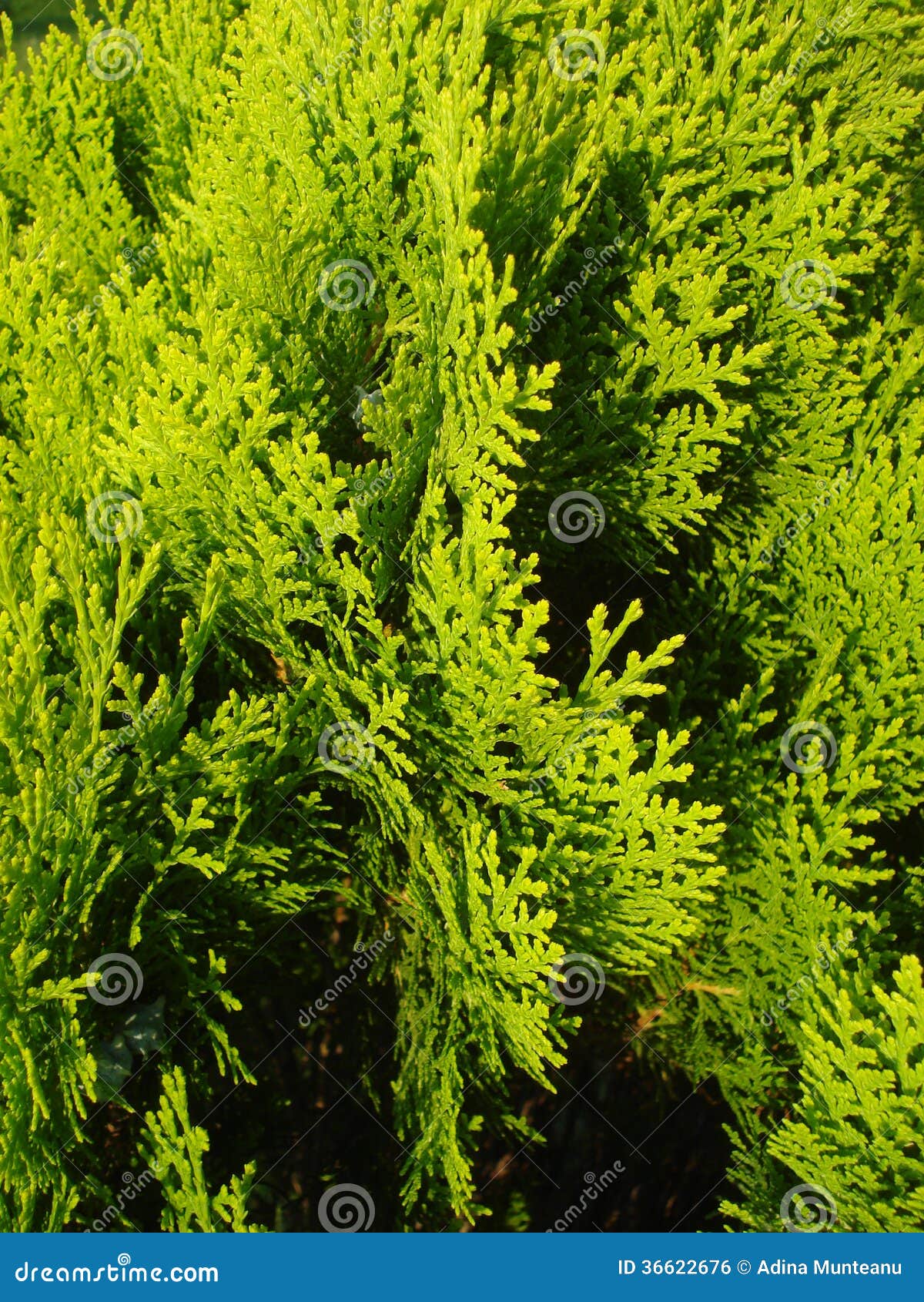 Thuja occidentalis leaves stock photo. Image of bush - 36622676