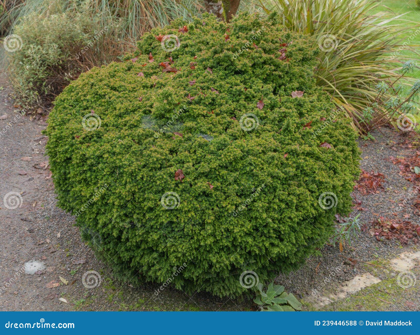 Thuja Occidentalis Tiny Tim Stock Photo - Image of produce, tiny: 239446588