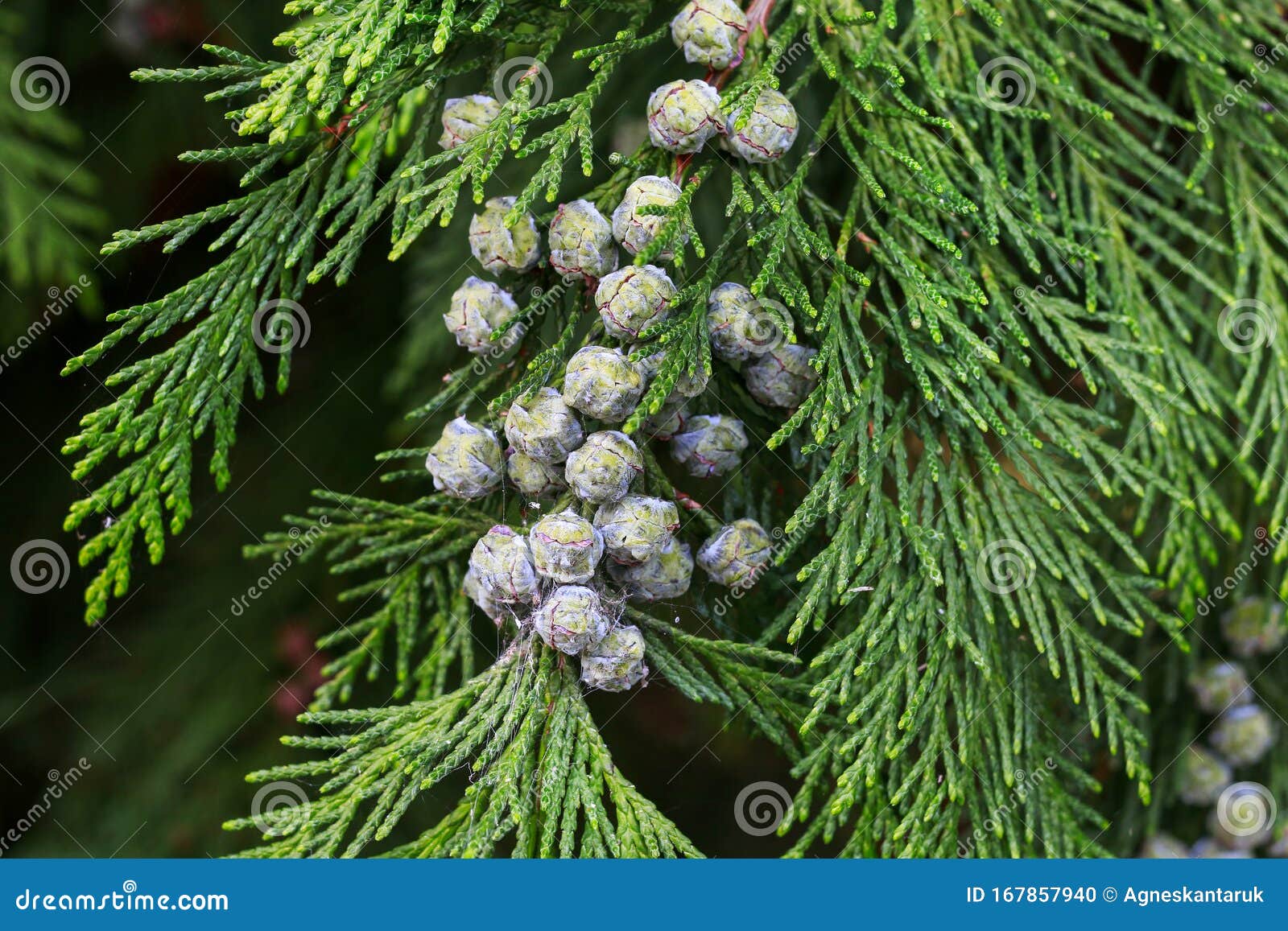 Thuja Occidentalis - Northern White-cedar, Eastern White Cedar, Stock ...