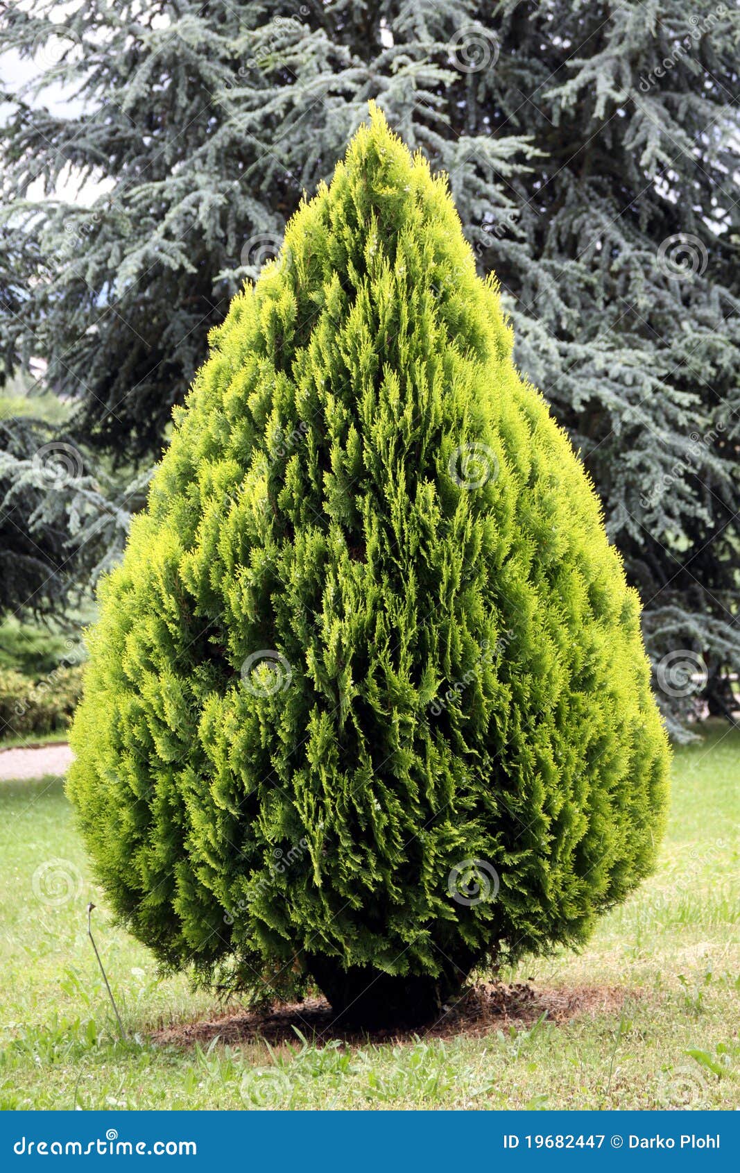 Thuja Orientalis, Evergreen Conifer Stock Image - Image of garden ...