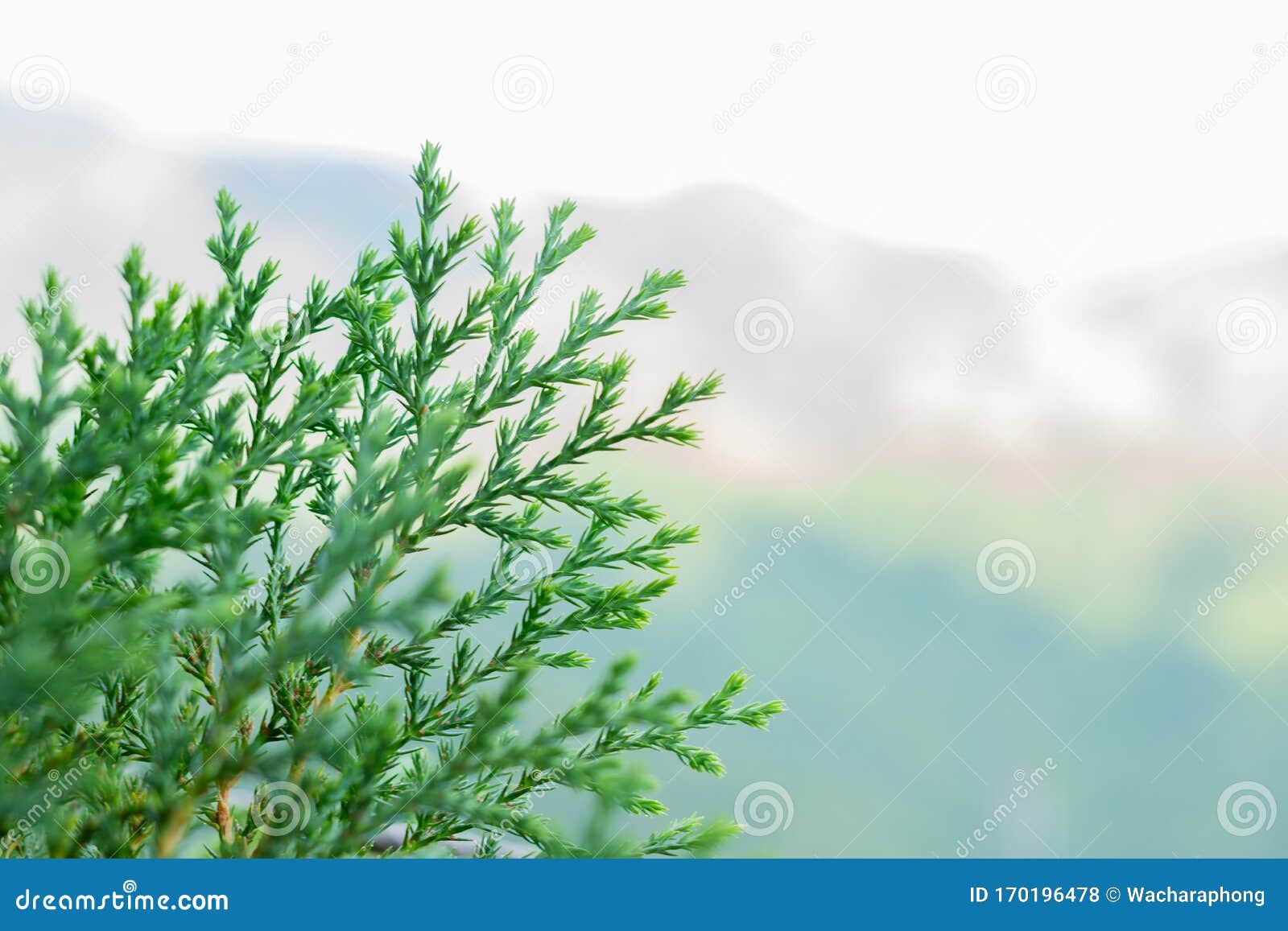 Thuja Orientalis or Pine Tree with Stock Photo - Image of closeup ...
