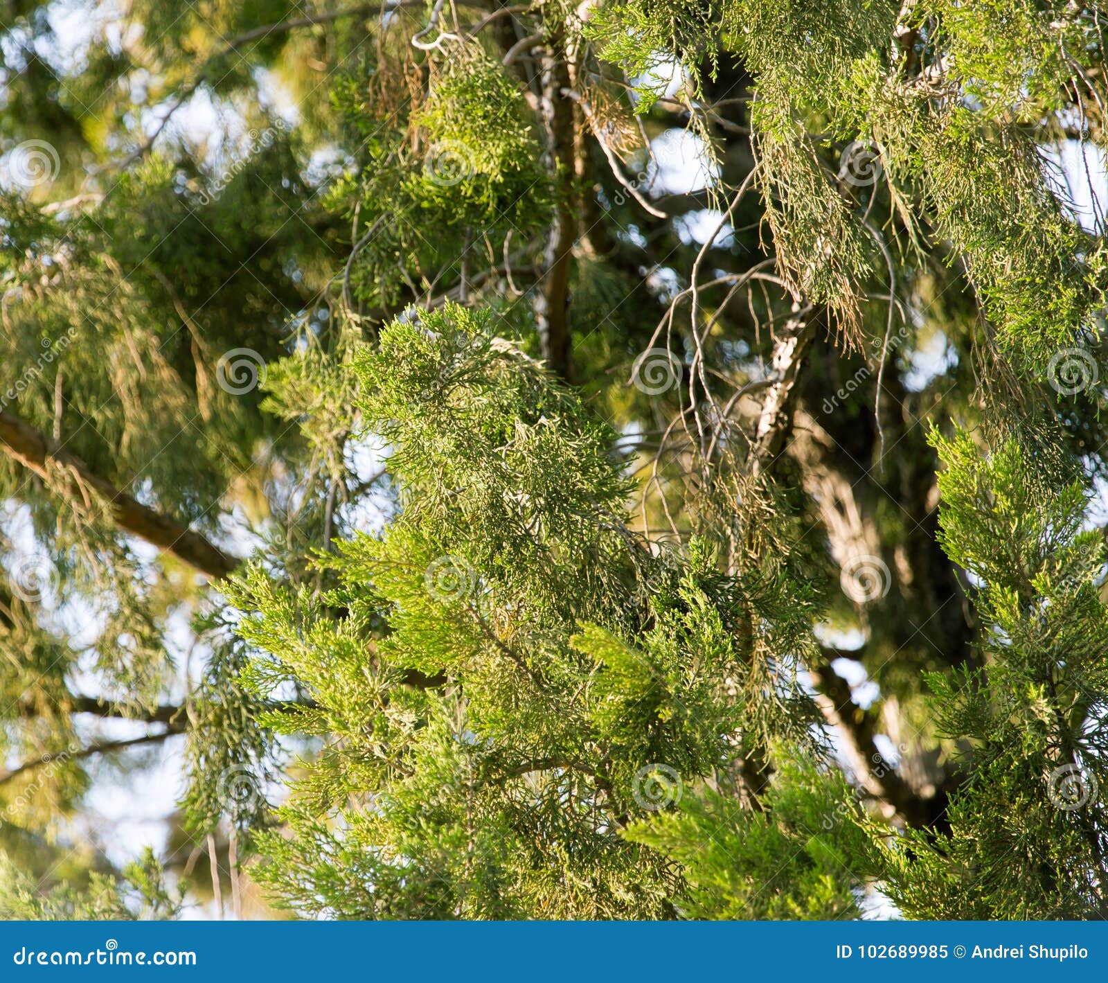 Thuja orientalis Pine Tree stock image. Image of freshness - 102689985