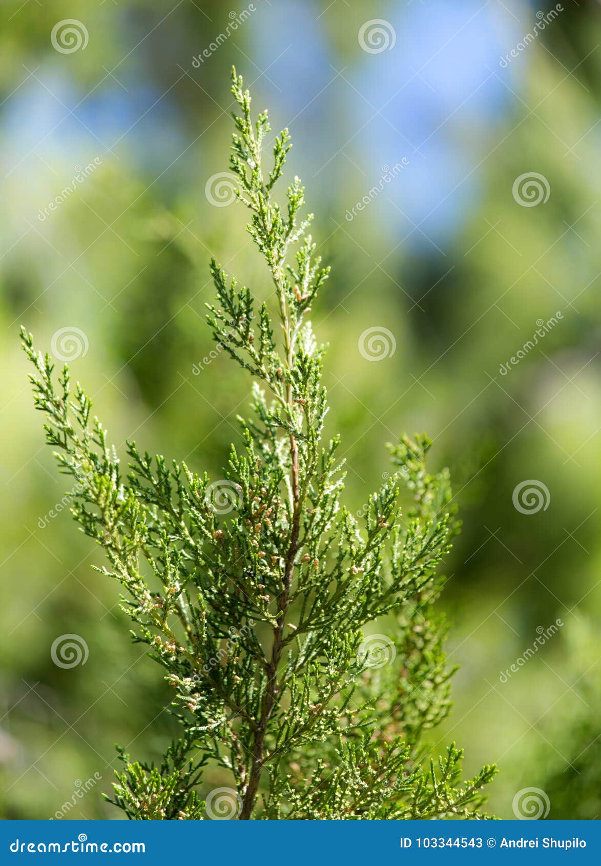 Thuja orientalis Pine Tree stock image. Image of branch - 103344543