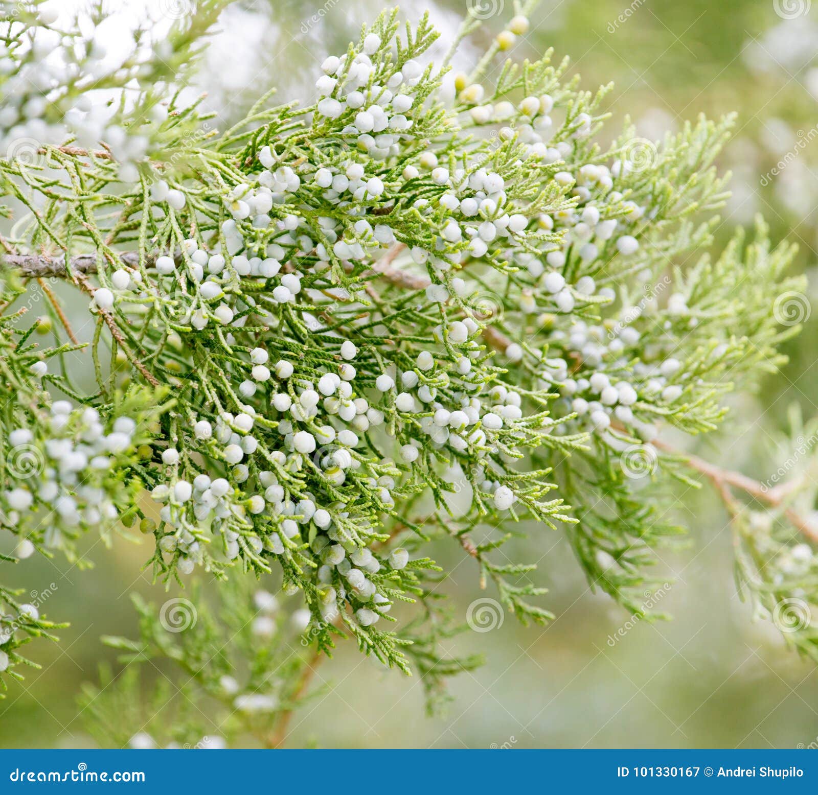 Thuja Outdoors stock image. Image of tree, forest, wallpaper - 101330167
