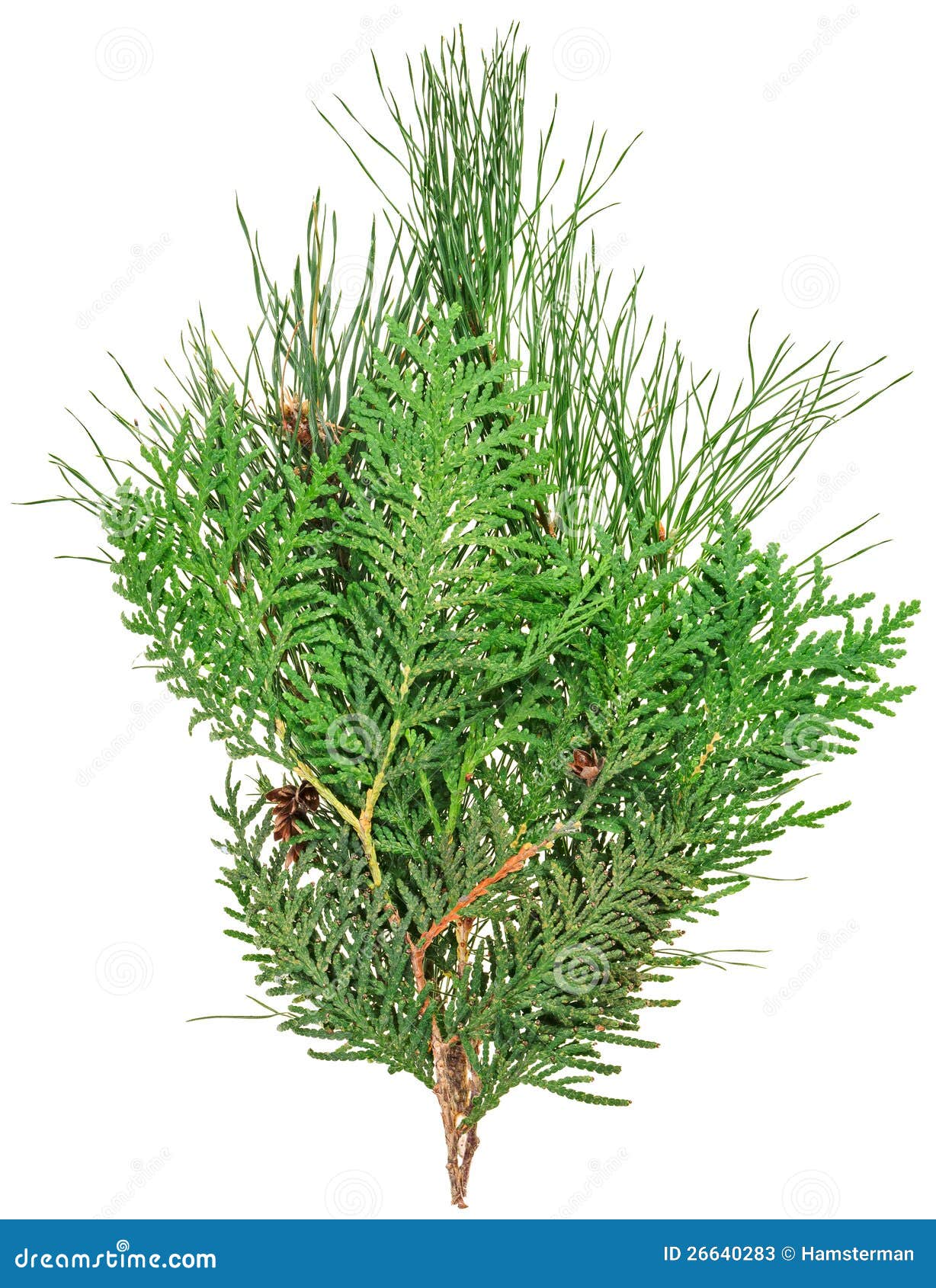 Thuja and Pine Twigs Isolated Stock Image - Image of pine, celebration ...