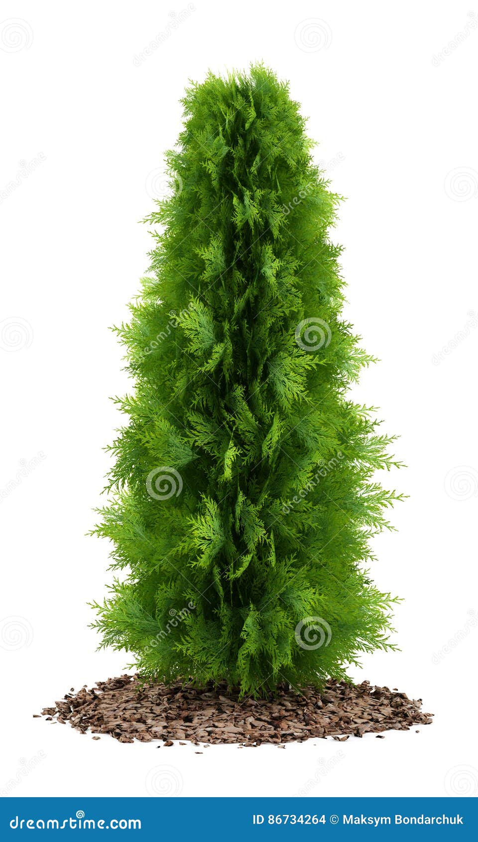 Thuja Plant Isolated on White Stock Illustration - Illustration of ...