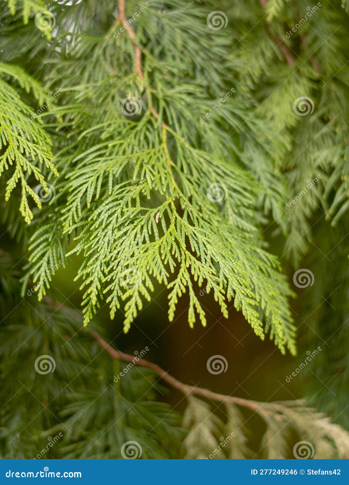 Thuja Plicata Also Known As Western Redcedar. Western Arborvitae Stock ...