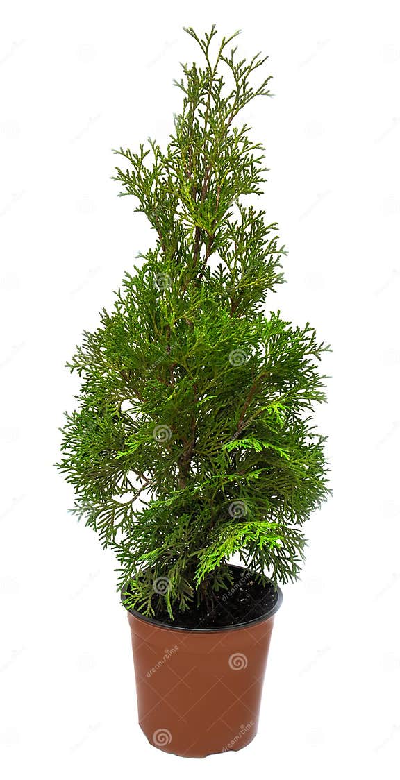 Thuja in a pot stock image. Image of green, indoors - 235810369