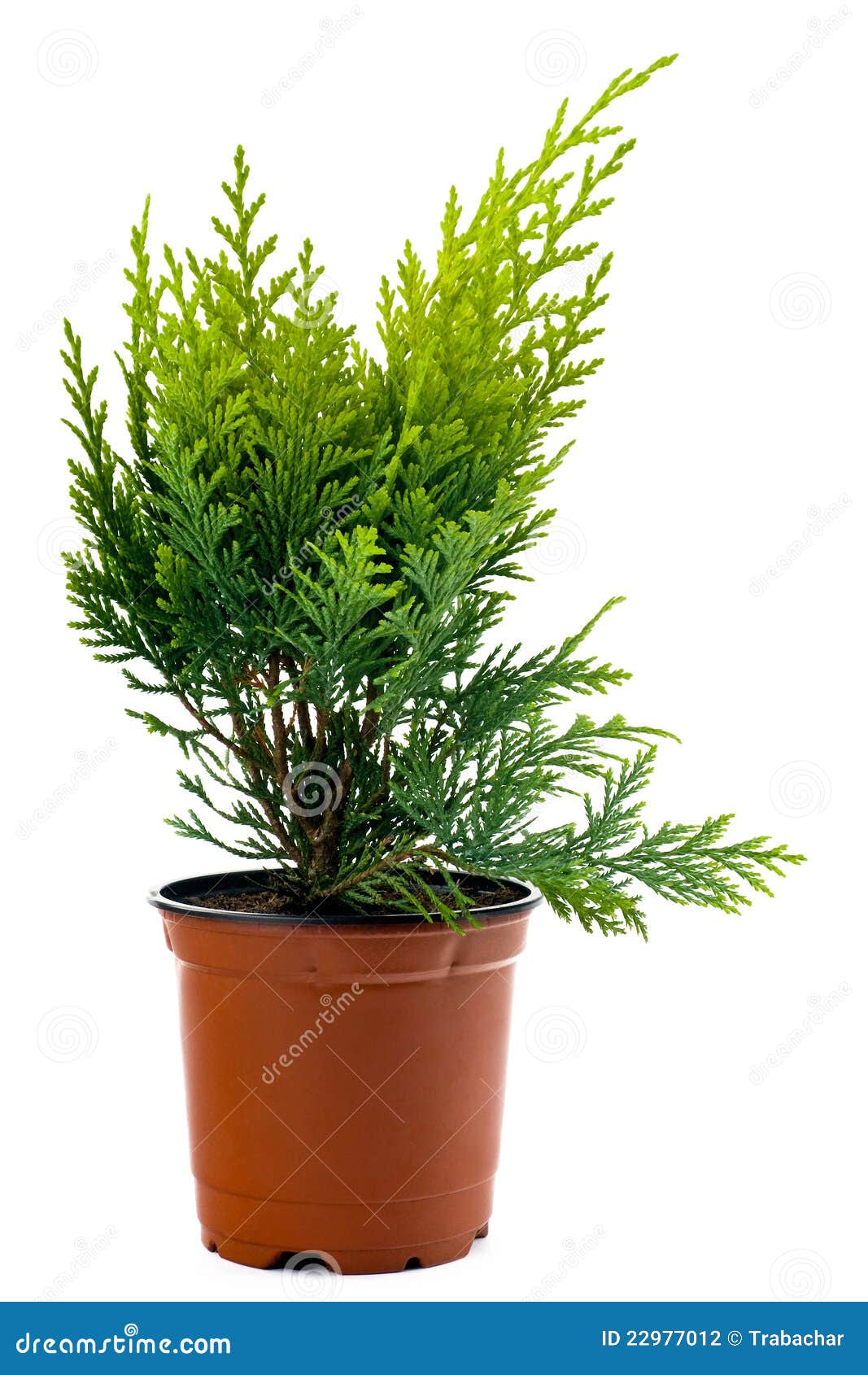 Thuja Sapling With Roots (Thuja Occidentalis Golden Brabant). Planting ...