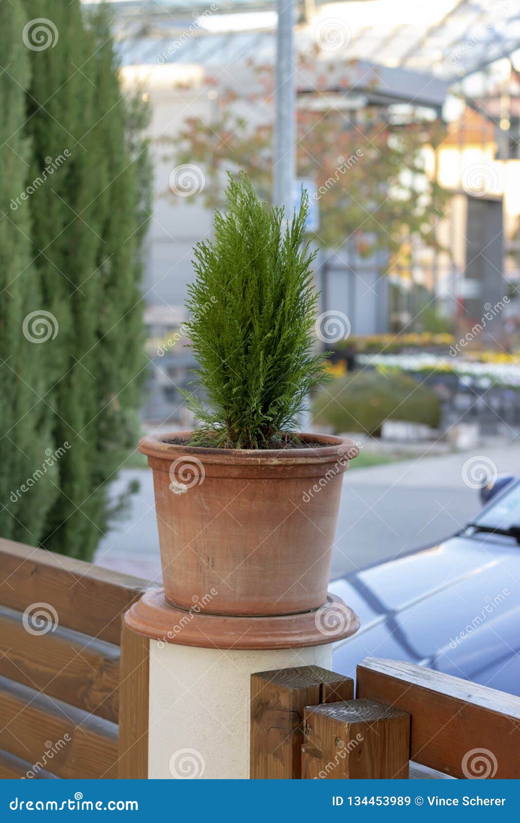 Thuja sapling in a pot stock image. Image of cultivation - 134453989